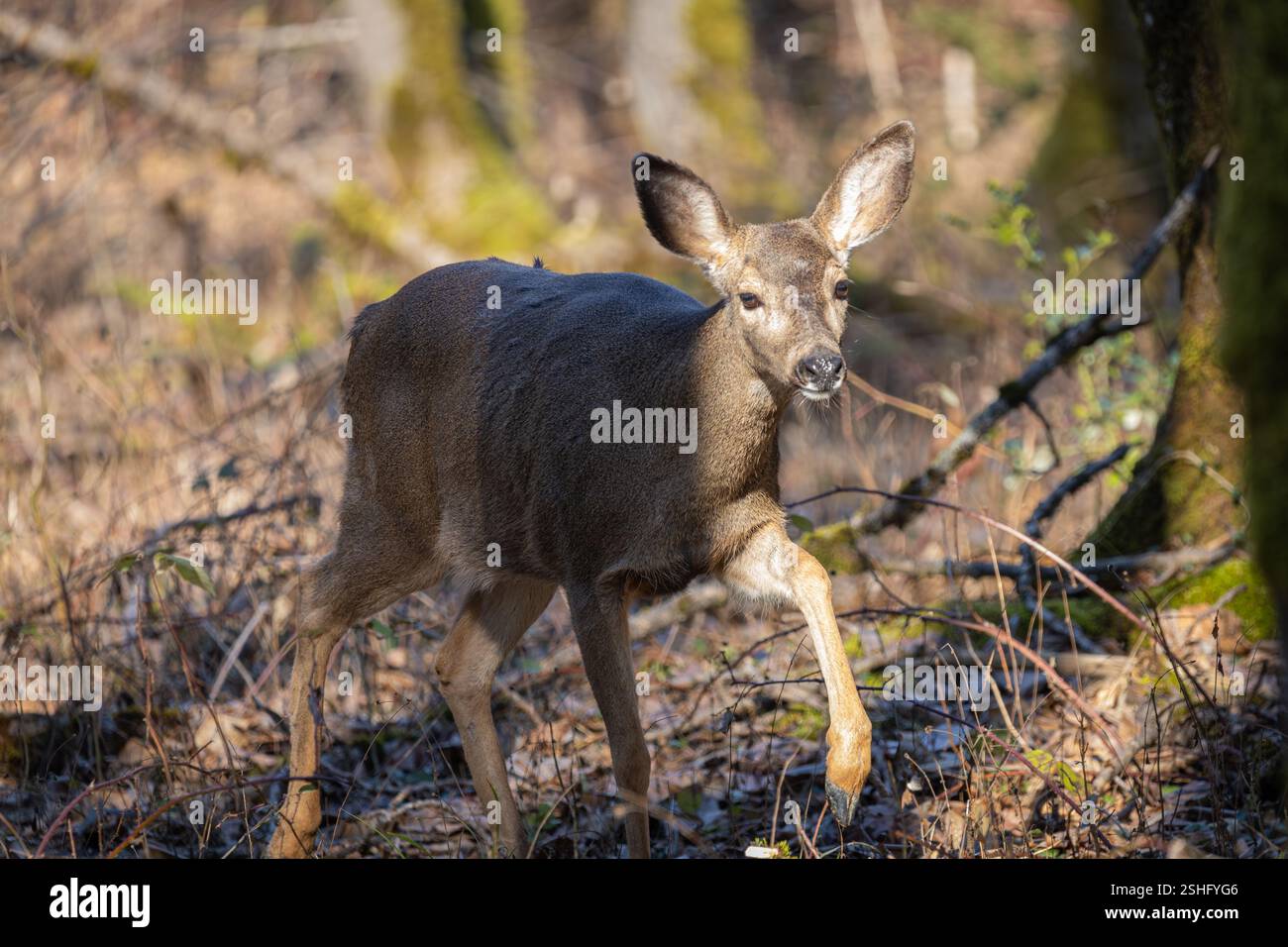 Columbian Black-tailed Deer in the forest at Oaks Bottom Wildlife ...