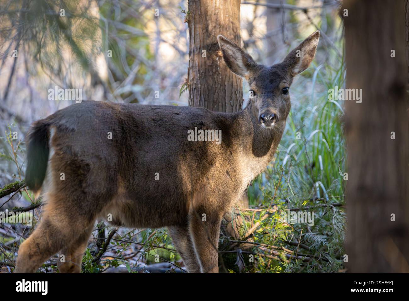 Columbian Black-tailed Deer in the forest at Oaks Bottom Wildlife ...