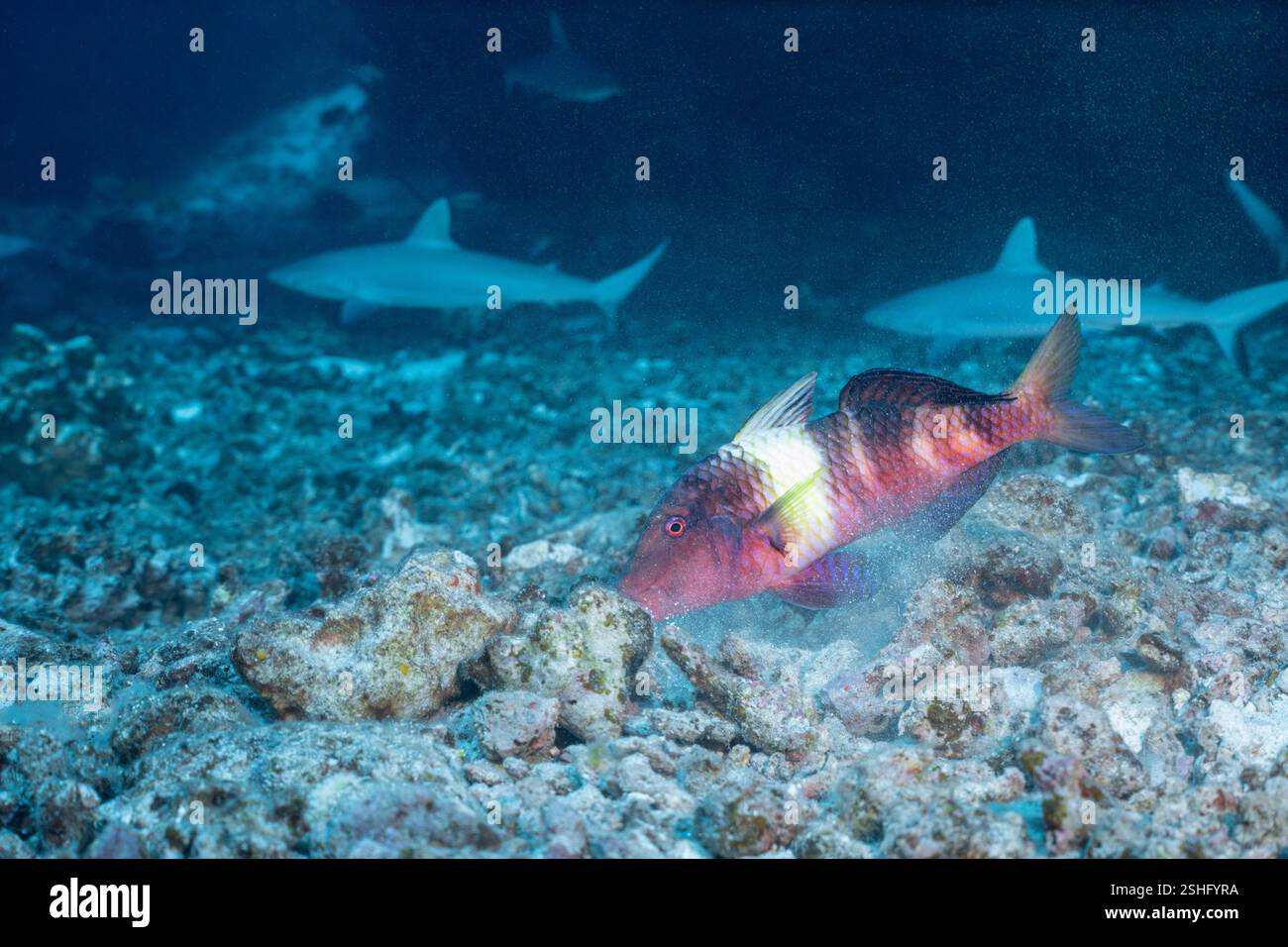 manybar goatfish, Parupeneus multifasciatus, foraging in rubble on ...