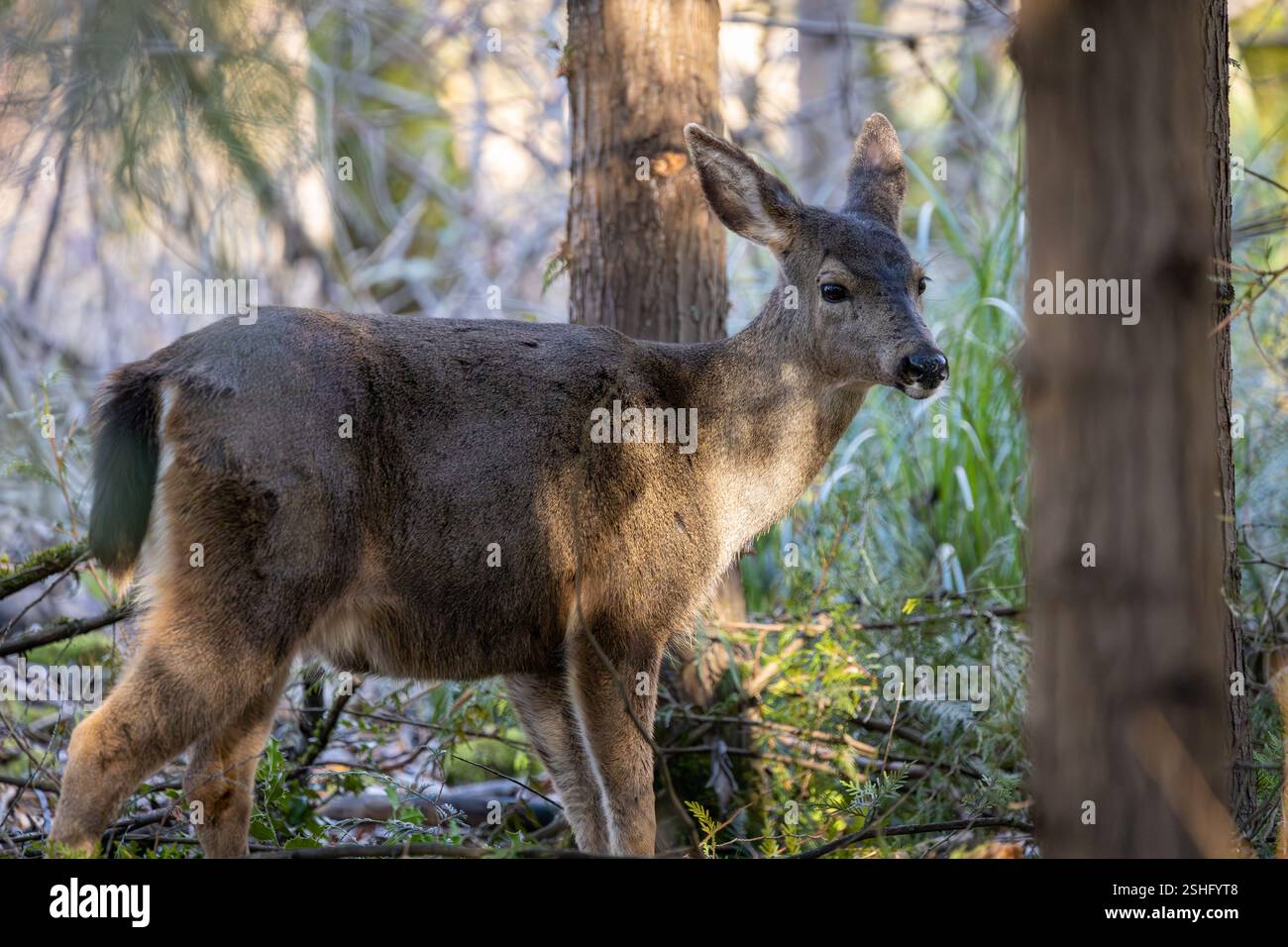 Columbian Black-tailed Deer in the forest at Oaks Bottom Wildlife ...