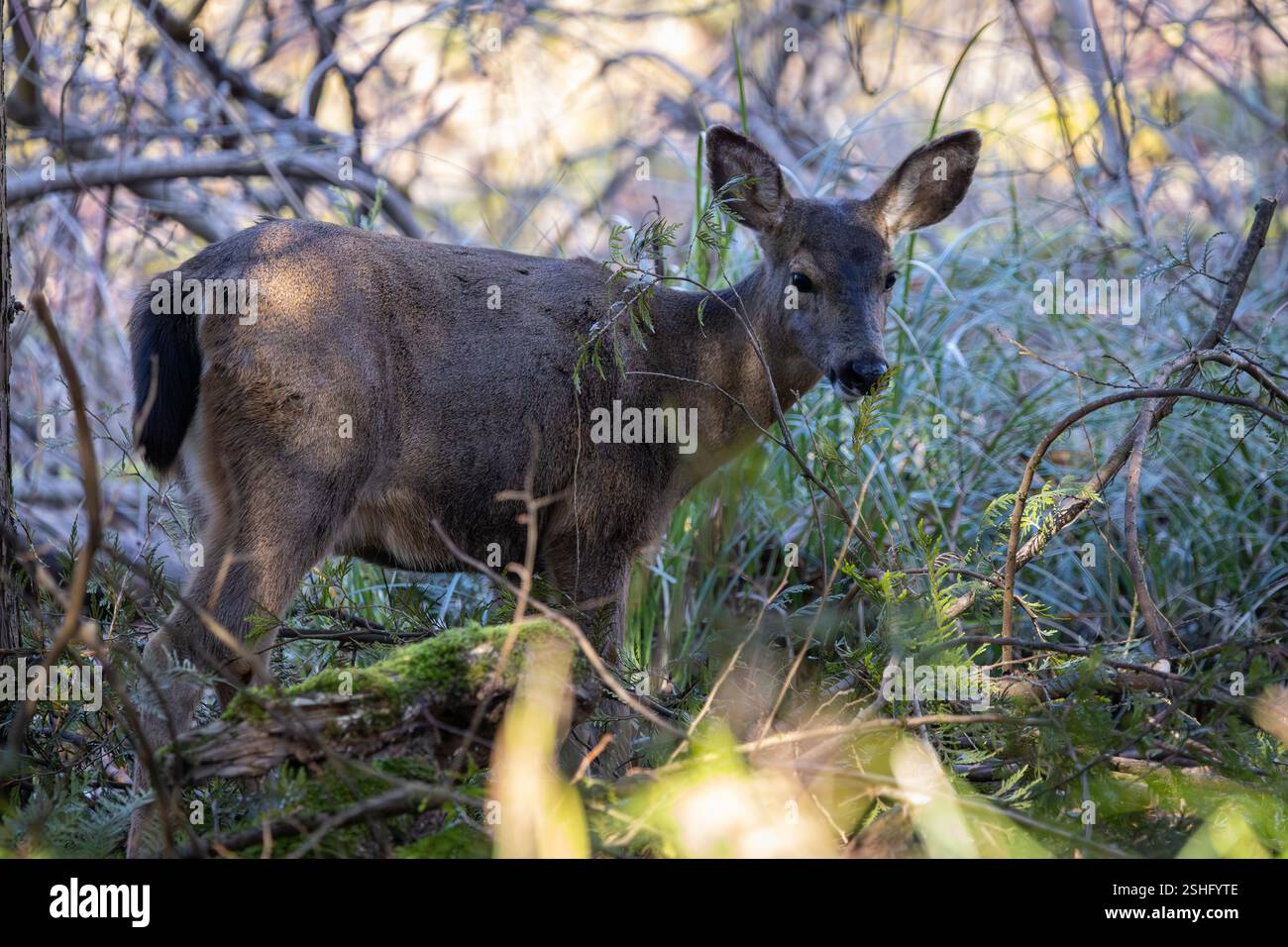 Columbian Black-tailed Deer in the forest at Oaks Bottom Wildlife ...