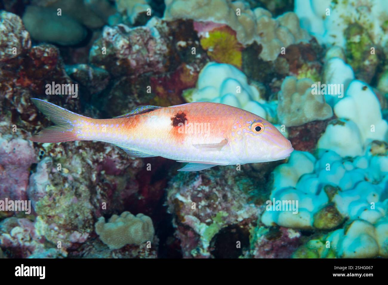 Goatfish sidespot 01 hi-res stock photography and images - Alamy