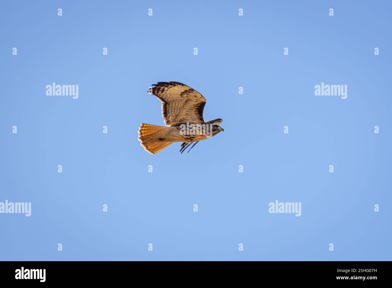 A Red-tailed Hawk flying in the sky at Oaks Bottom Wildlife Refuge in ...