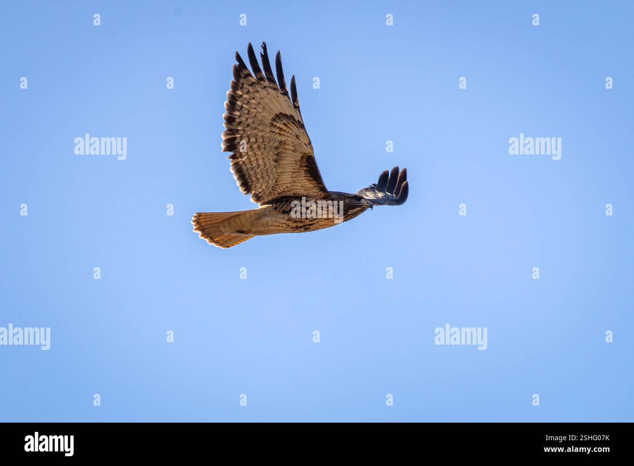 A Red-tailed Hawk flying in the sky at Oaks Bottom Wildlife Refuge in ...