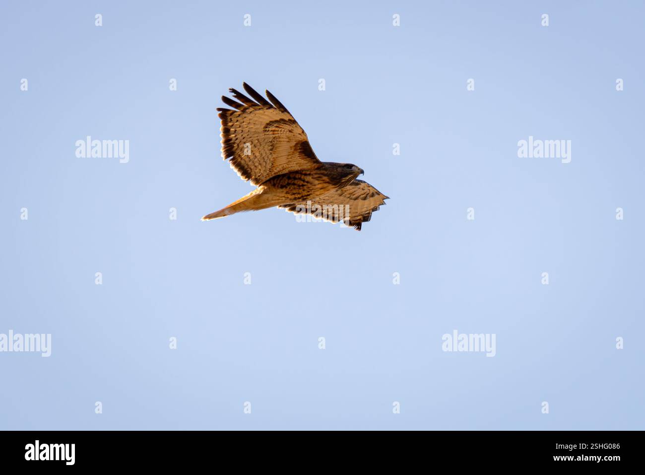 A Red-tailed Hawk flying in the sky at Oaks Bottom Wildlife Refuge in ...
