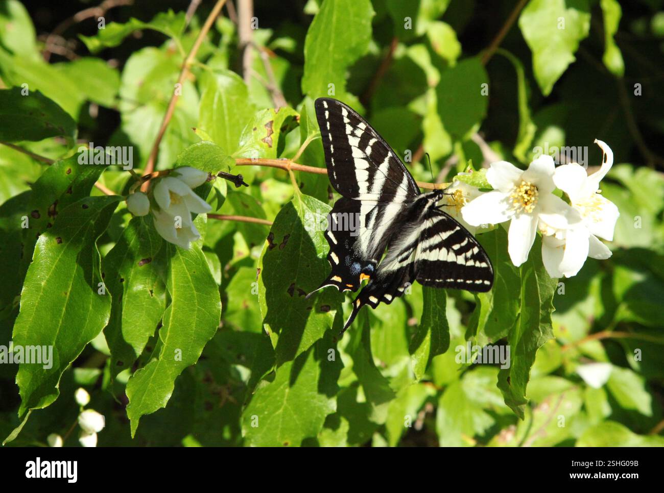 Pale Swallowtail (Papilio eurymedon) on Mock Orange / Syringa ...
