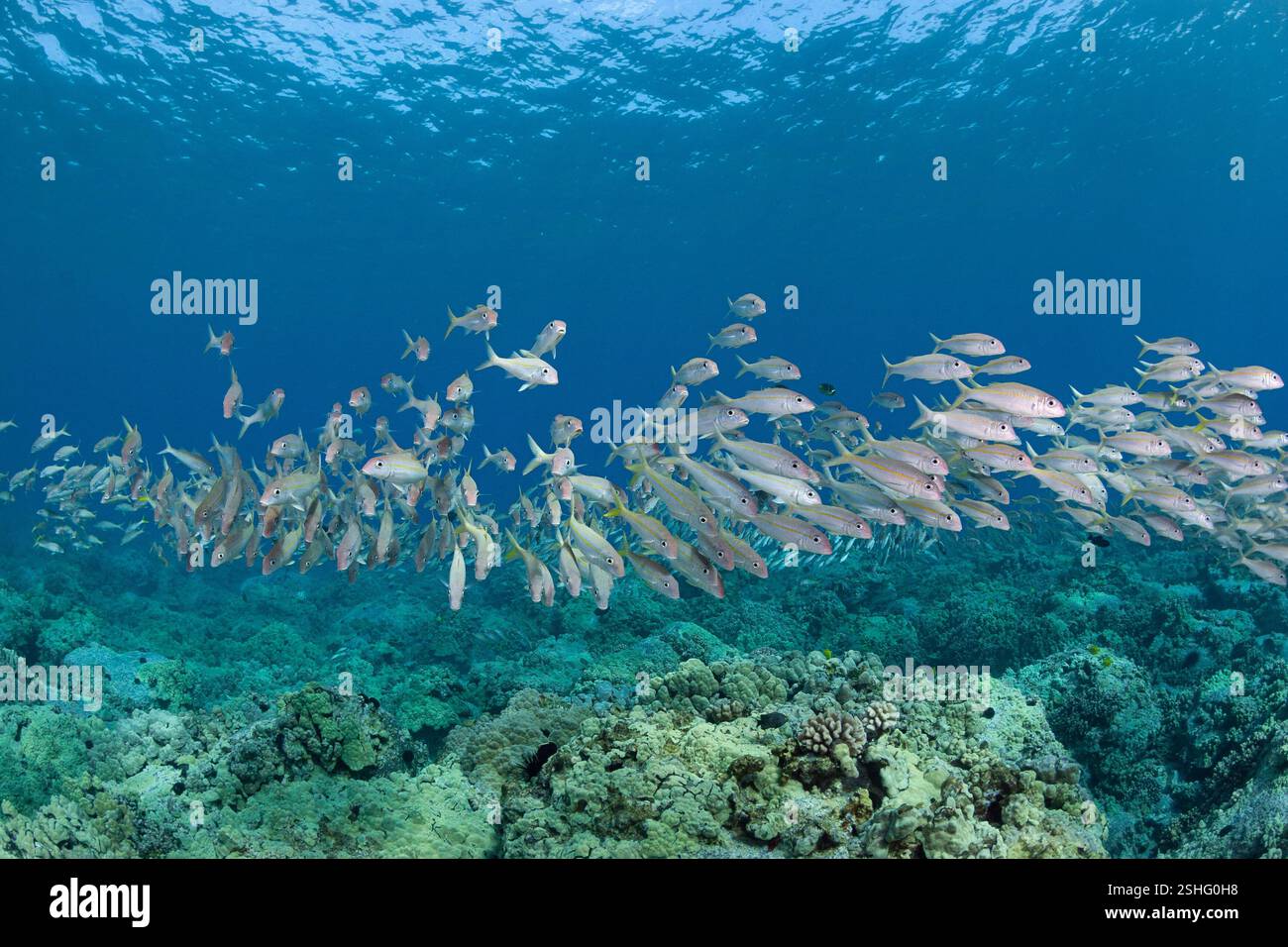 Yellow line goatfish hi-res stock photography and images - Alamy