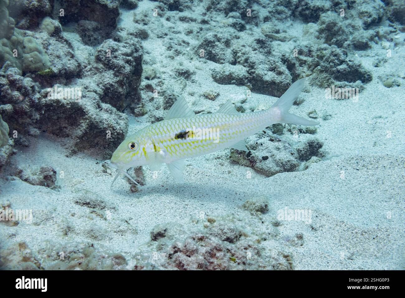 square-spot goatfish, yellow-striped goatfish, yellow-lined goatfish ...