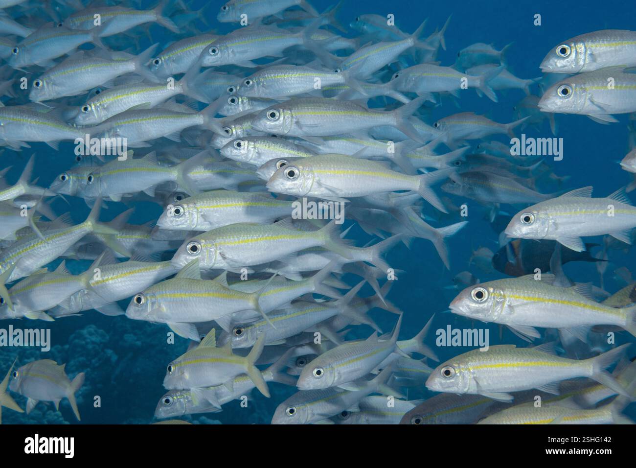 Yellow line goatfish hi-res stock photography and images - Alamy