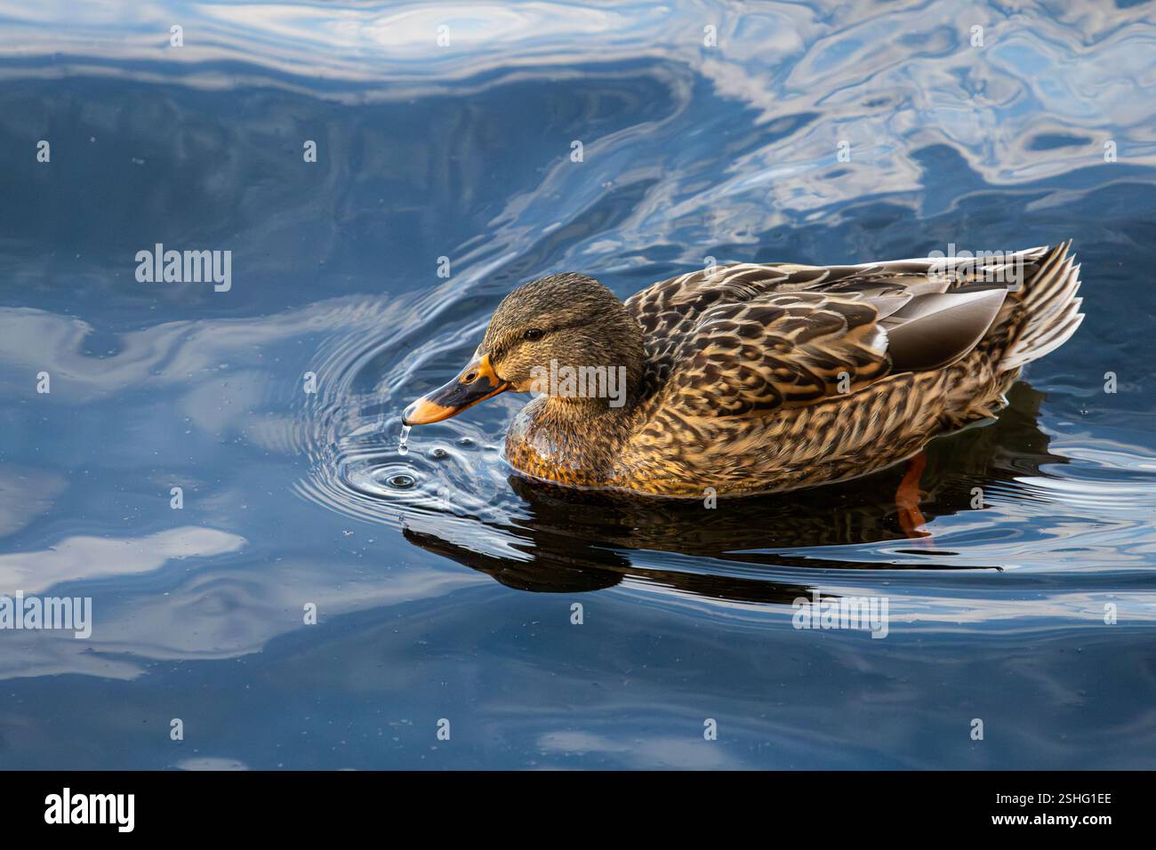Female Mallard Duck swimming with beautiful reflections in the water at ...