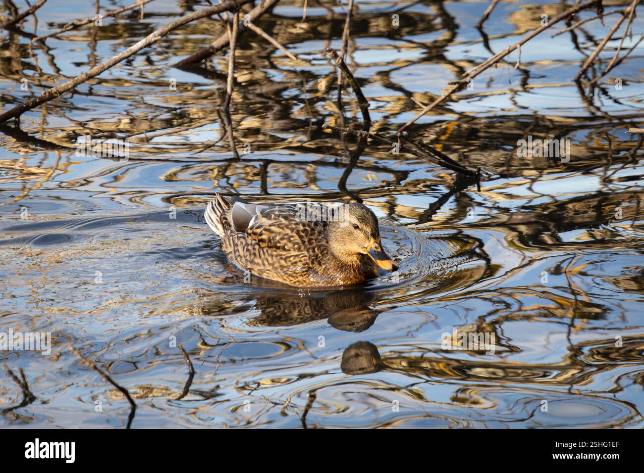 Female Mallard Duck swimming with beautiful reflections in the water at ...