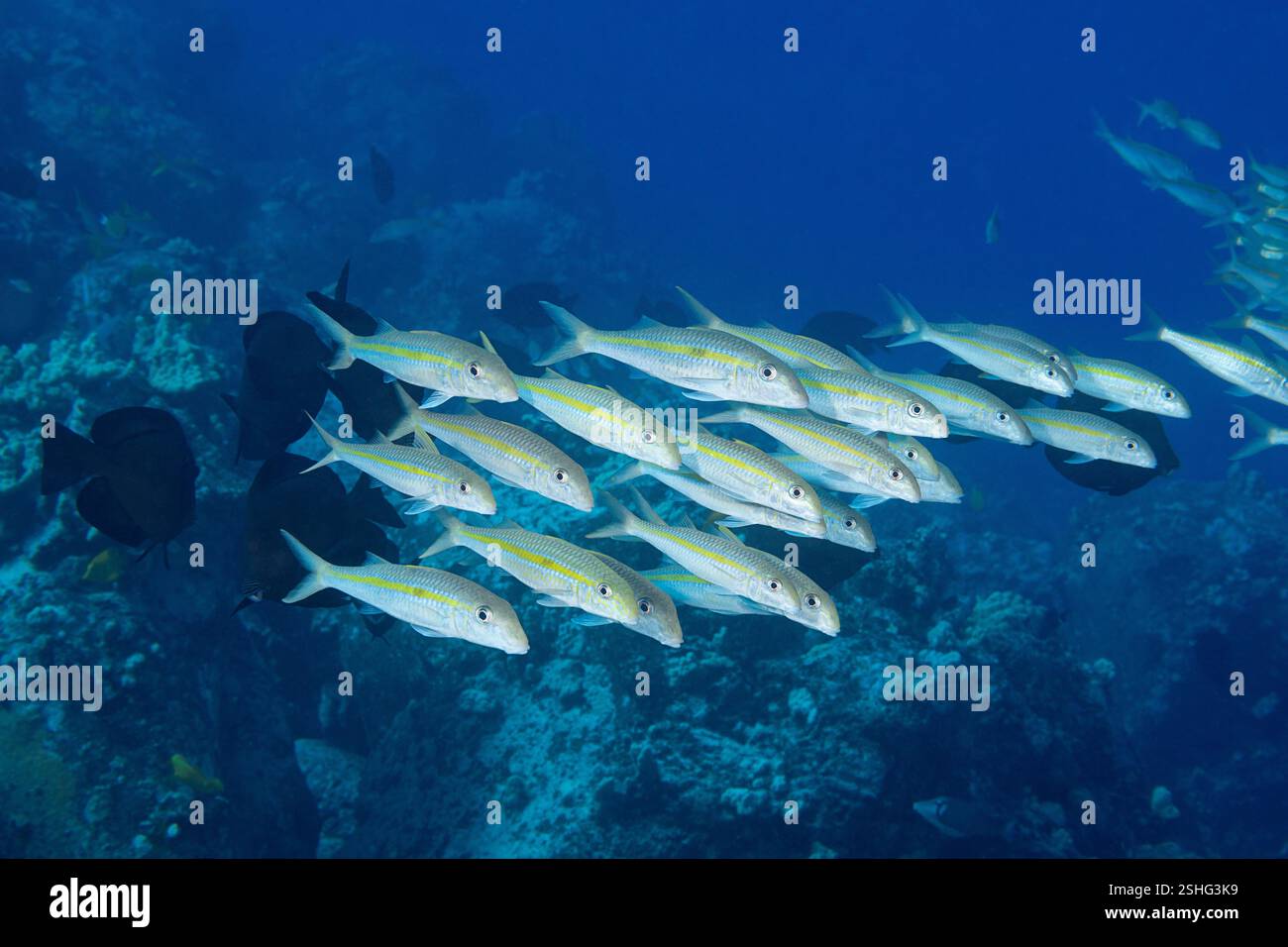 black surgeonfish, Ctenochaetus hawaiiensis, follow a school of square ...