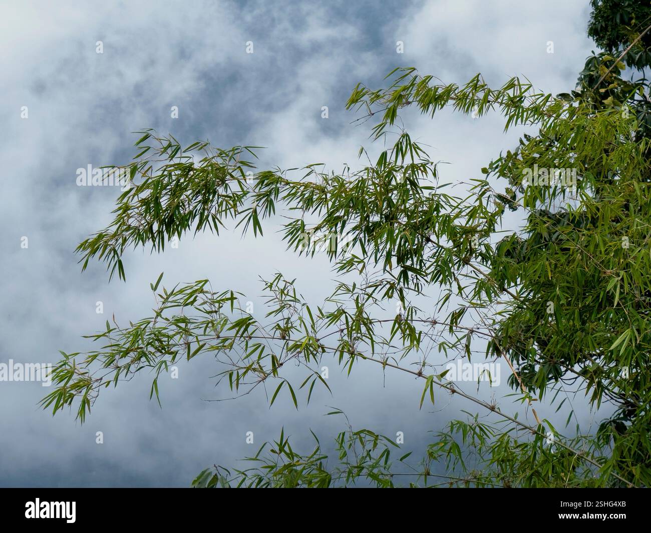 Giant Bamboo grows well in the temperate forest on the Mardi Himal Trek ...