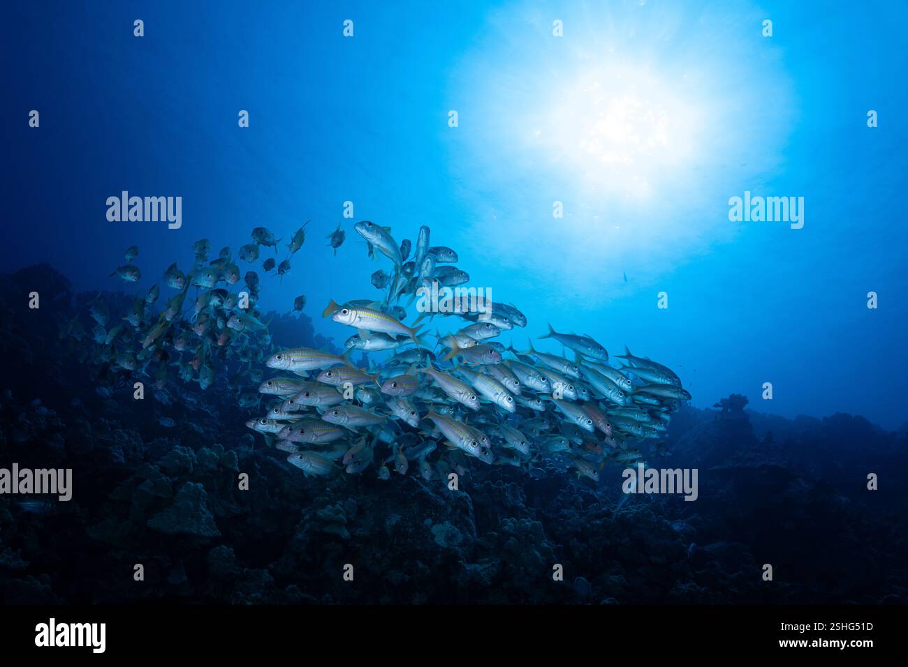 Square spot goatfish 08 hi-res stock photography and images - Alamy