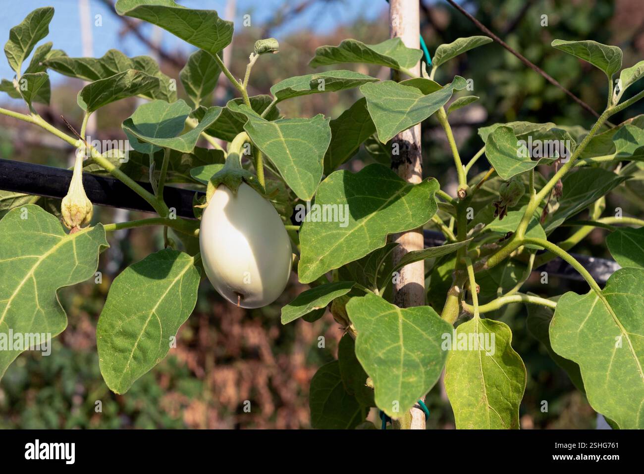 White aubergine growing on plant Stock Photo - Alamy