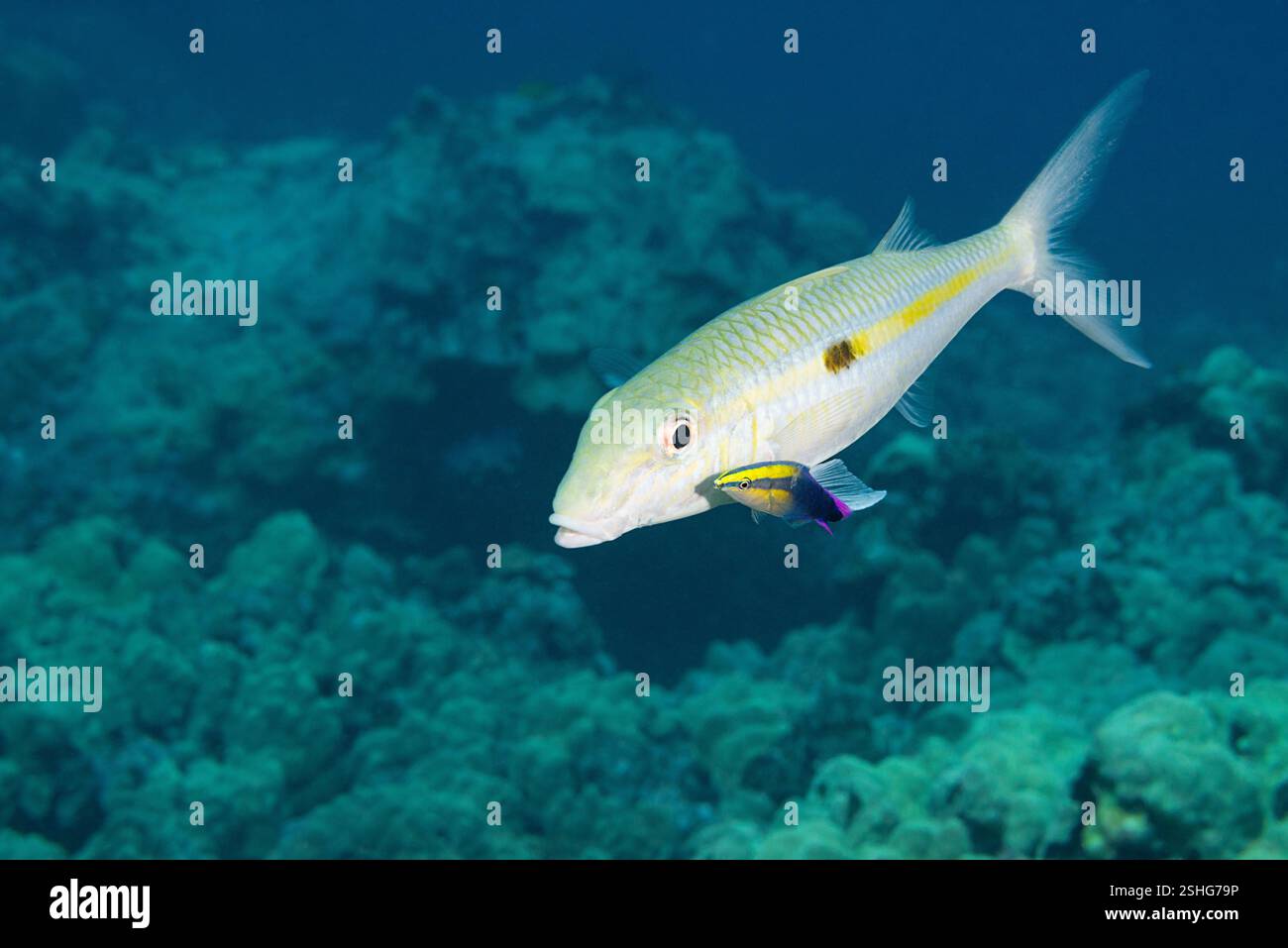 Dive hawaiisquare spot goatfish hi-res stock photography and images - Alamy