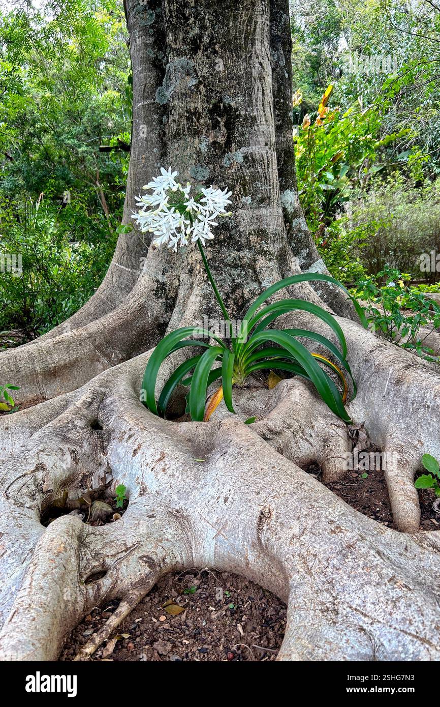 White Agapanthus growing among tree roots Stock Photo - Alamy