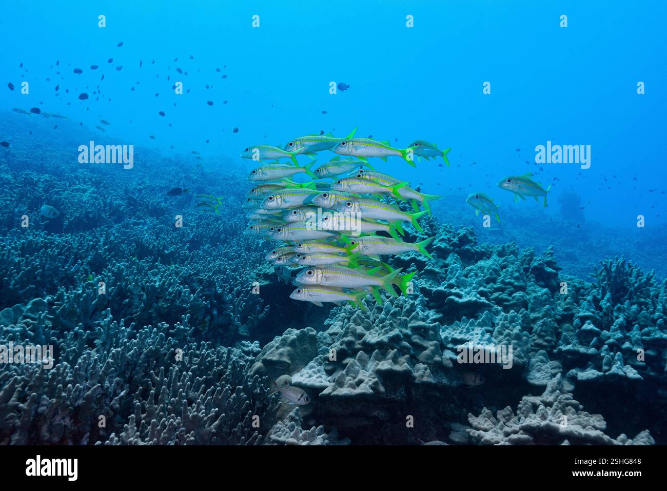 Yellowfin goatfish 02 hi-res stock photography and images - Alamy