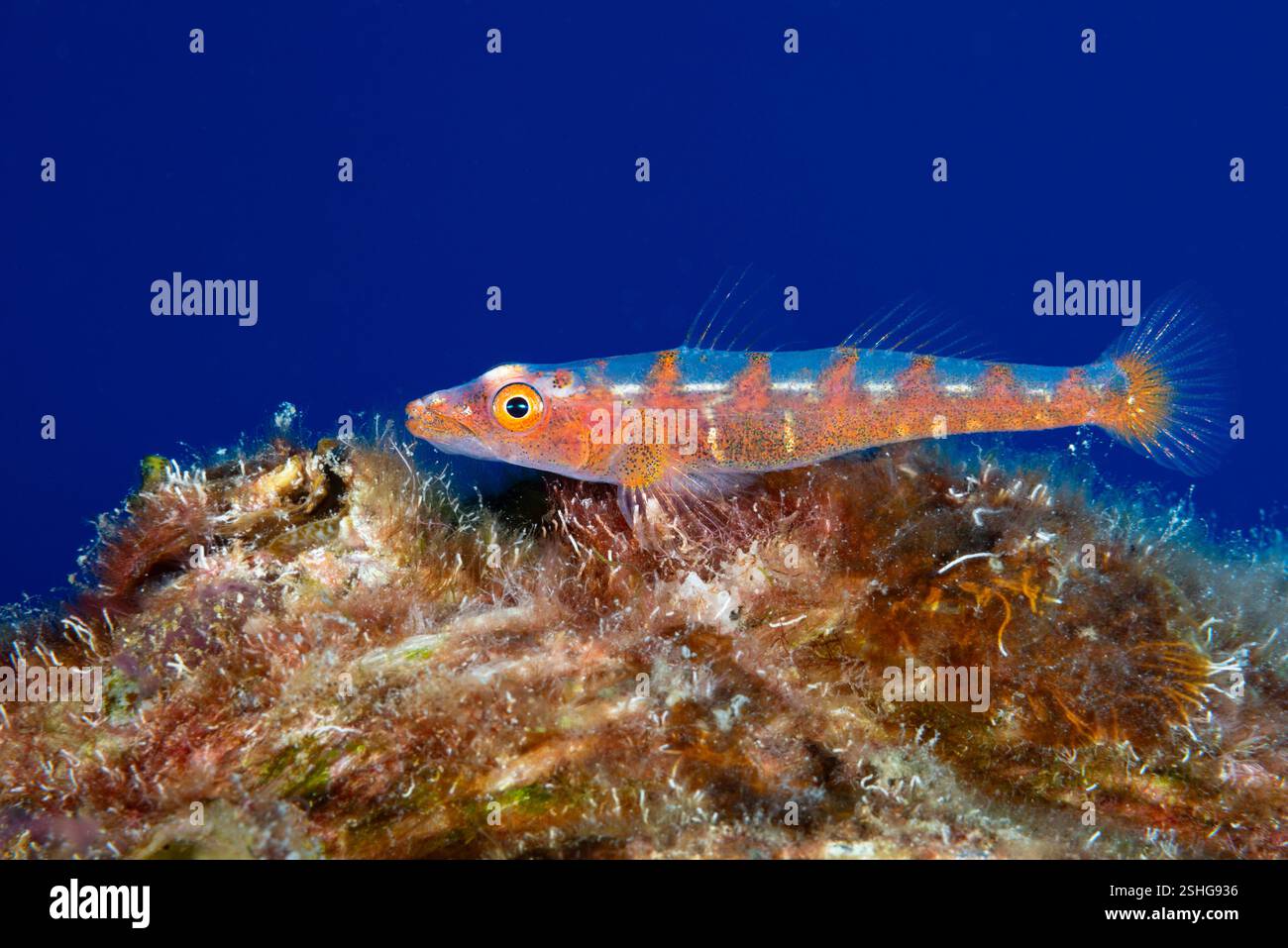 gorgonian goby, Bryaninops amplus, on mooring line, Makako Bay Kona ...