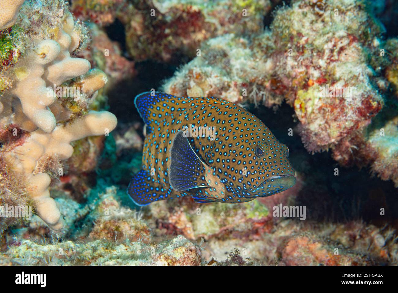 Peacock hind cephalopholis argus on hi-res stock photography and images ...