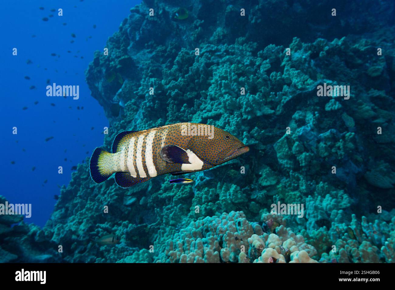 Peacock grouper 05 hi-res stock photography and images - Alamy