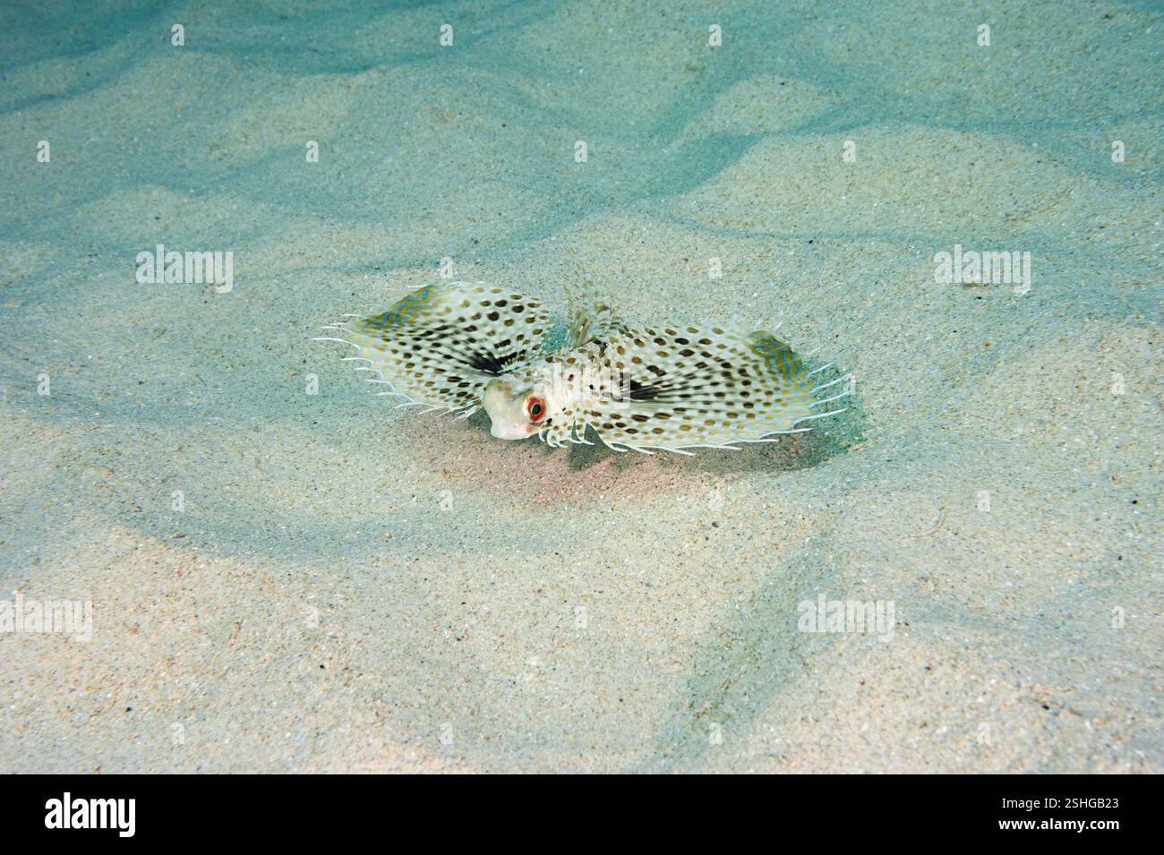 Flying gurnard 01 hi-res stock photography and images - Alamy