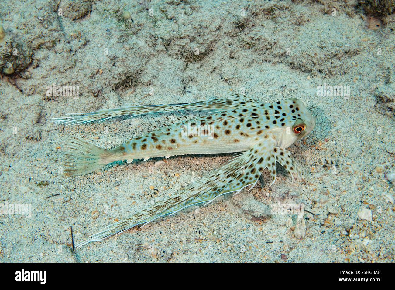 oriental flying gurnard, oriental searobin or sea robin, purple flying ...