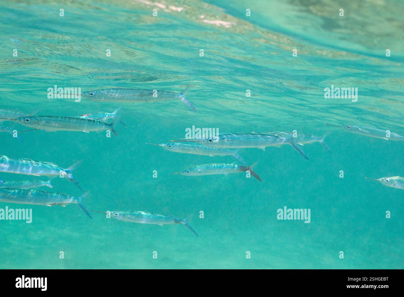 Halfbeak 02 hi-res stock photography and images - Alamy
