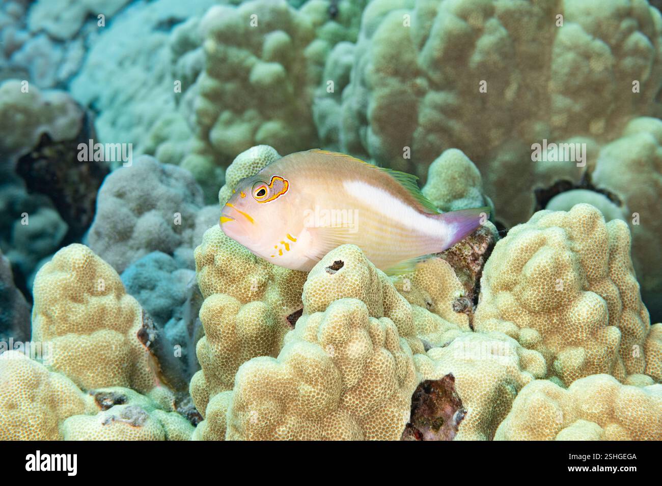 arc-eye hawkfish, Paracirrhites arcatus, in light color phase, resting ...