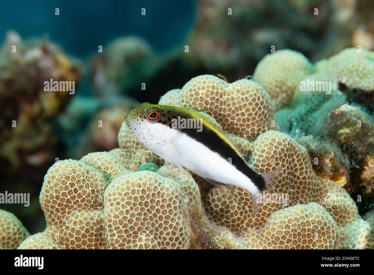 Blackside hawkfish 04 hi-res stock photography and images - Alamy