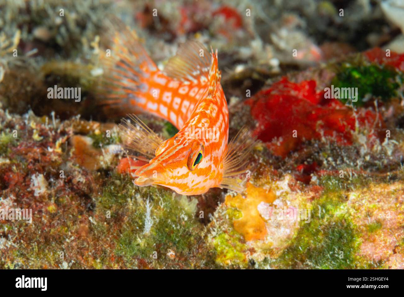 Longnose hawkfish 02 hi-res stock photography and images - Alamy
