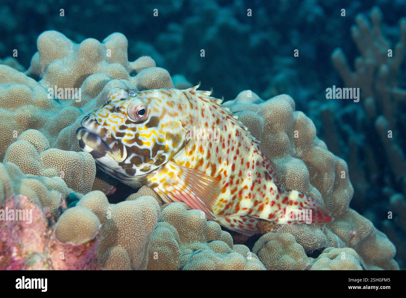 Porties coral hi-res stock photography and images - Alamy