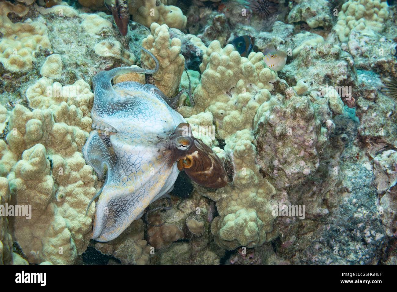 Day octopus octopus cyanea hunting hi-res stock photography and images ...