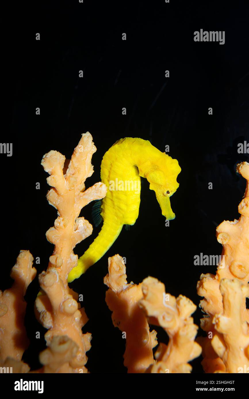 Hawaiian smooth seahorse, spotted seahorse, common seahorse, yellow ...