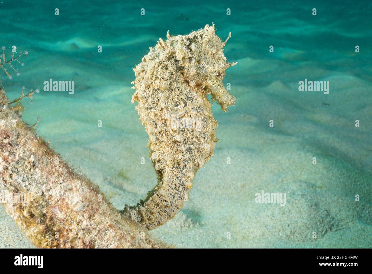 Hawaiian smooth seahorse, spotted seahorse, common seahorse, yellow ...