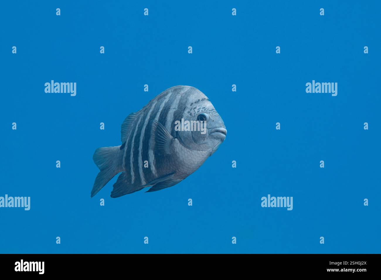 blackspot sergeant, blackspot sergeant major damselfish, or kupipi ...