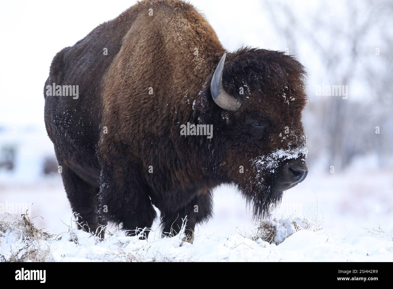 American Bull Bison with snow on its face on a cold overcast day Stock ...