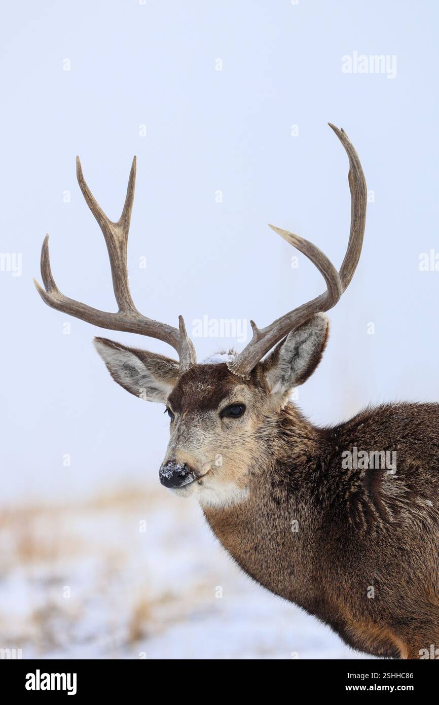 Mule Deer buck portrait on a cold, snowy, winter day Stock Photo - Alamy