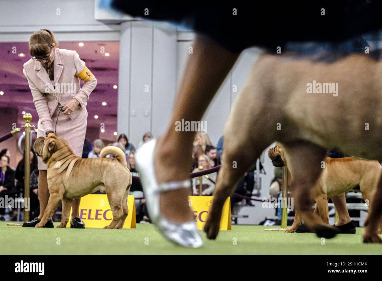 The Shar-Peis compete in the ring at The 2025 Westminster Kennel Club ...