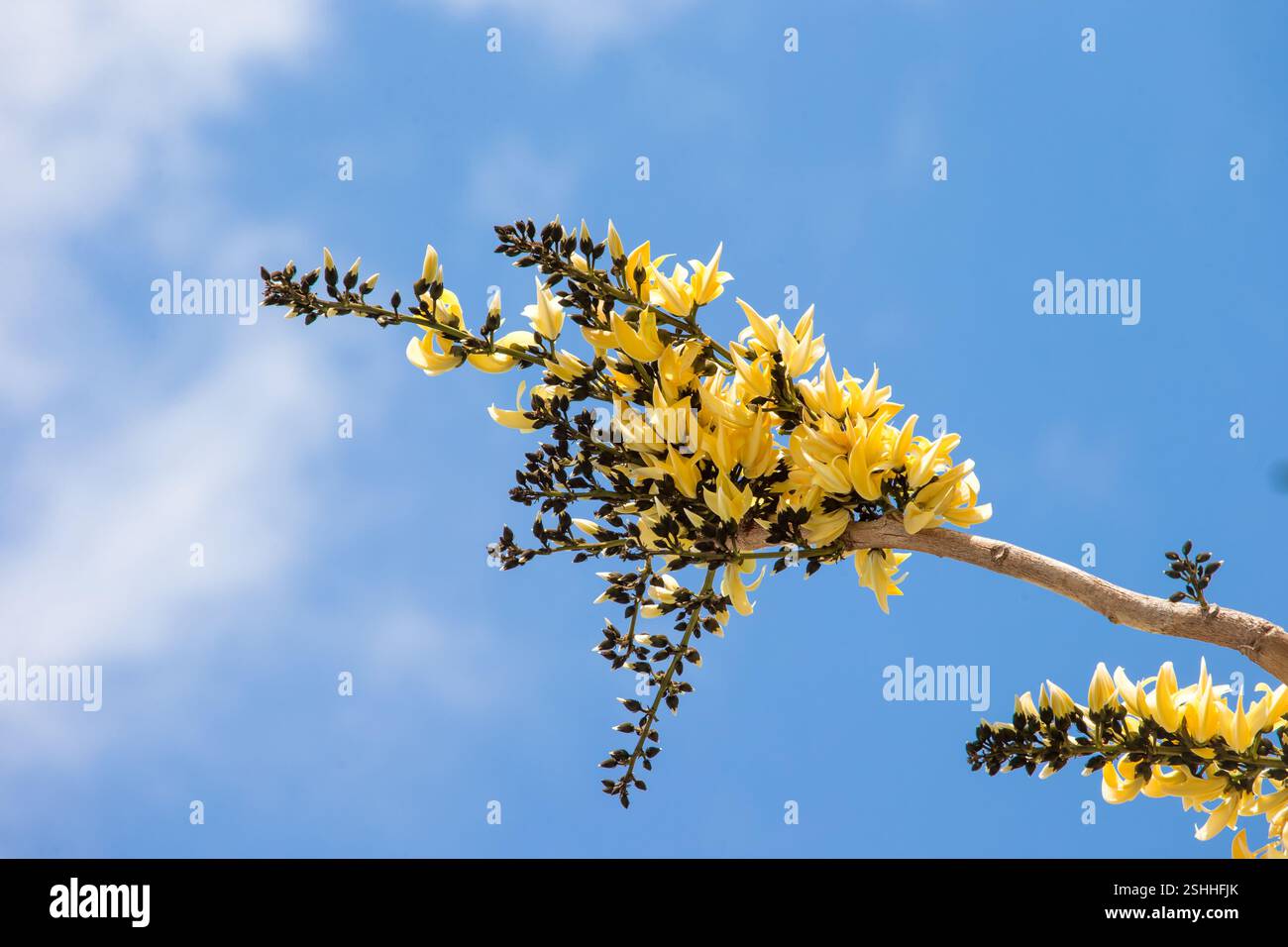Butea monosperma is a species of Butea native to tropical and sub ...