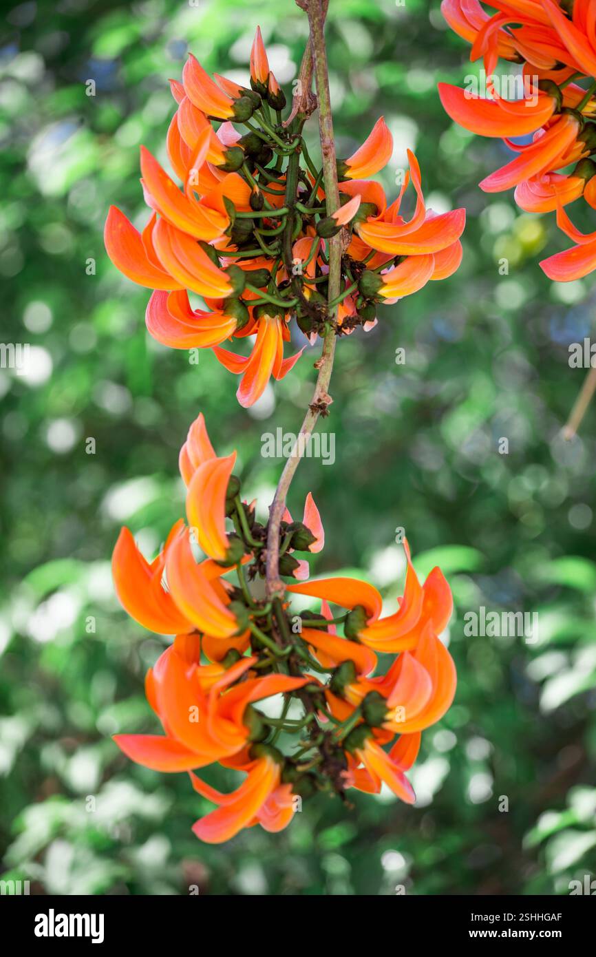 Butea monosperma is a species of Butea native to tropical and sub ...