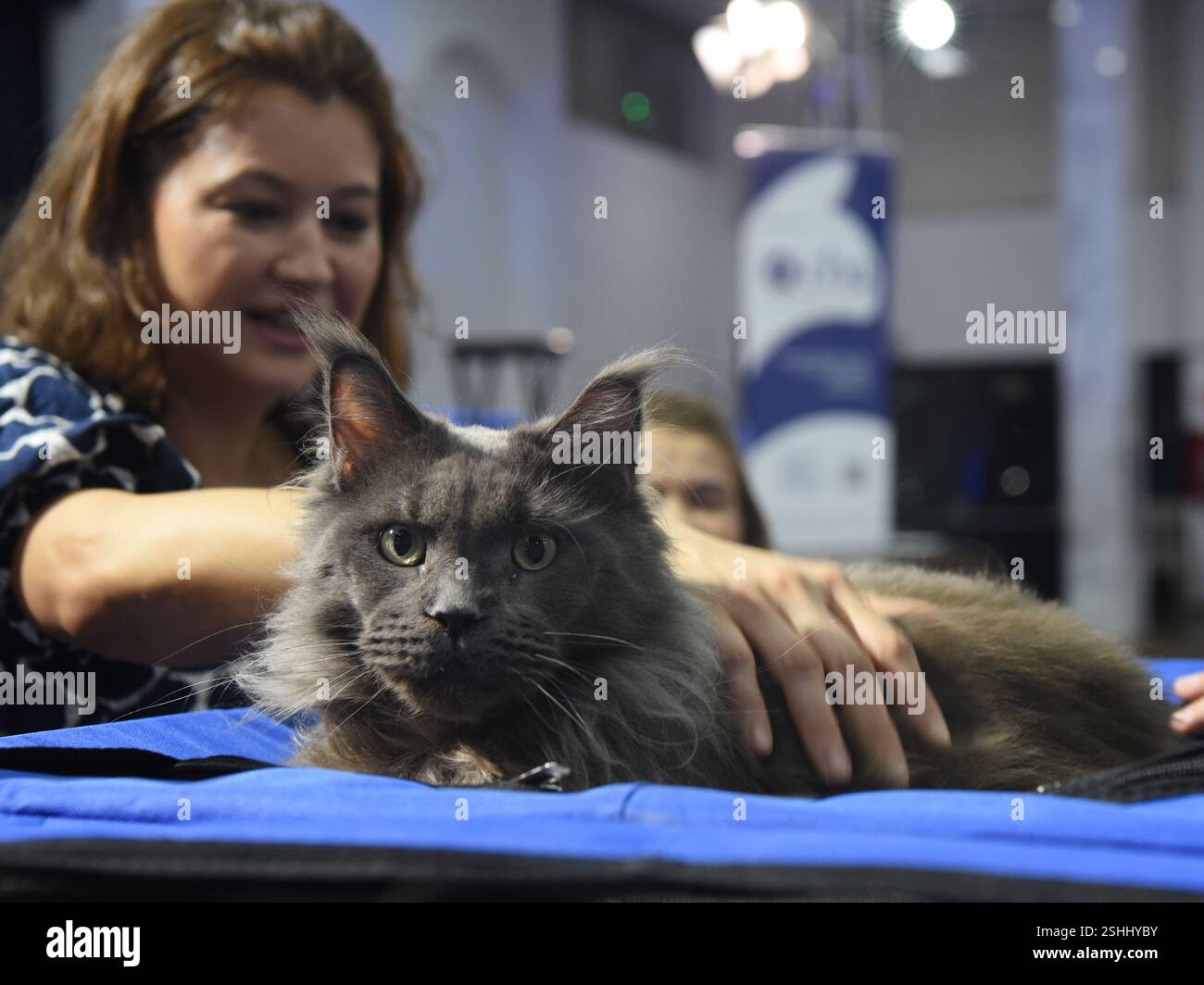 Sao Paulo, Brazil.9th February 2025. A cat attends a cat beauty pageant ...