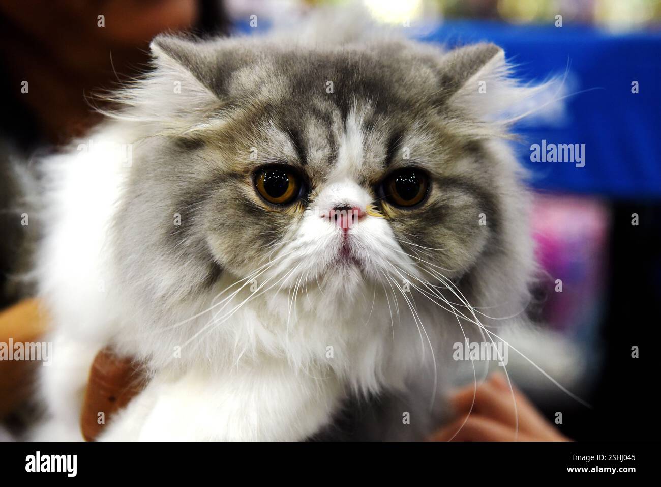 Sao Paulo, Brazil.9th February 2025. A prizewinning cat shows up during ...