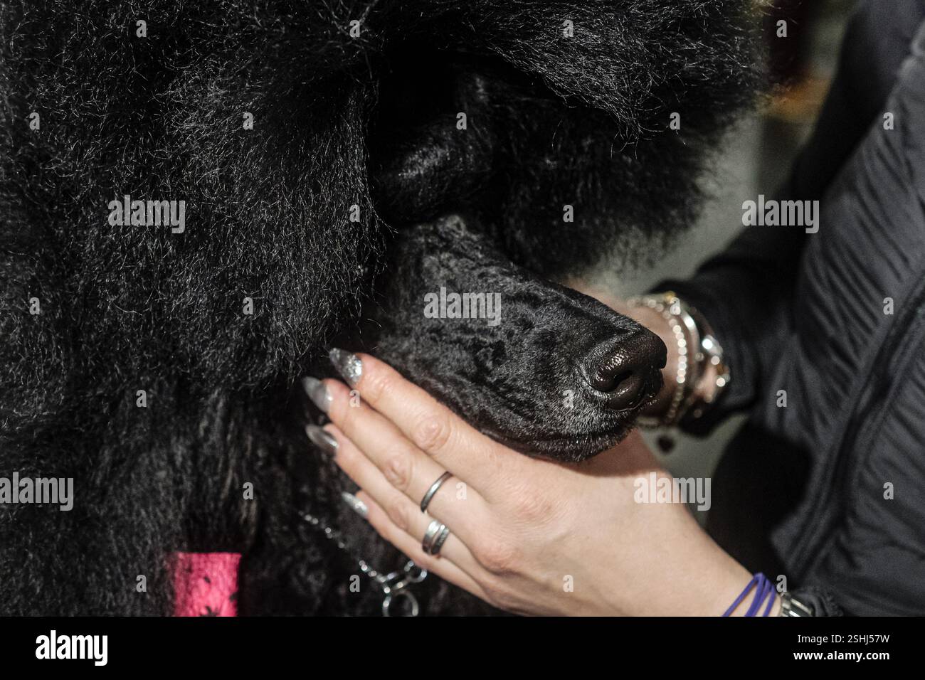 Lyra, the standard poodle gets groomed before the 2025 Westminster ...
