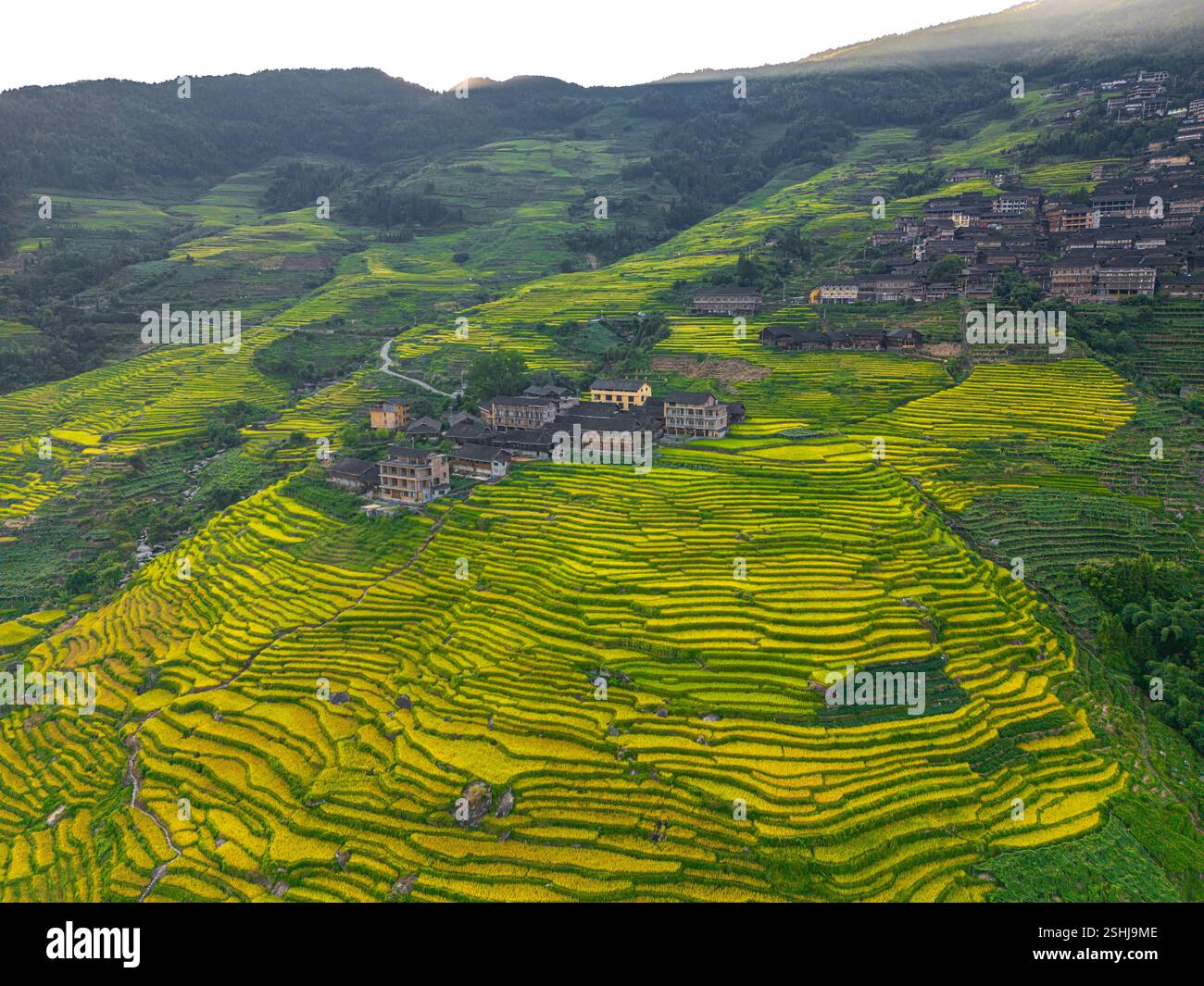 Aerial summer view of Longji Rice Terraces in China, lush green and ...