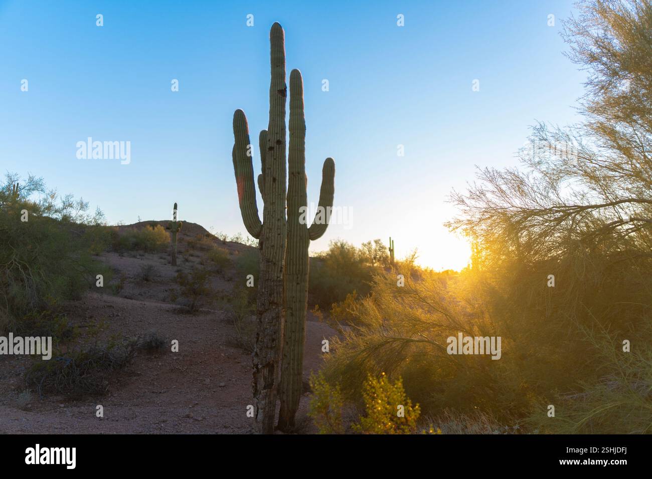 The iconic saguaro cactus stands tall in the Arizona desert as the sun ...
