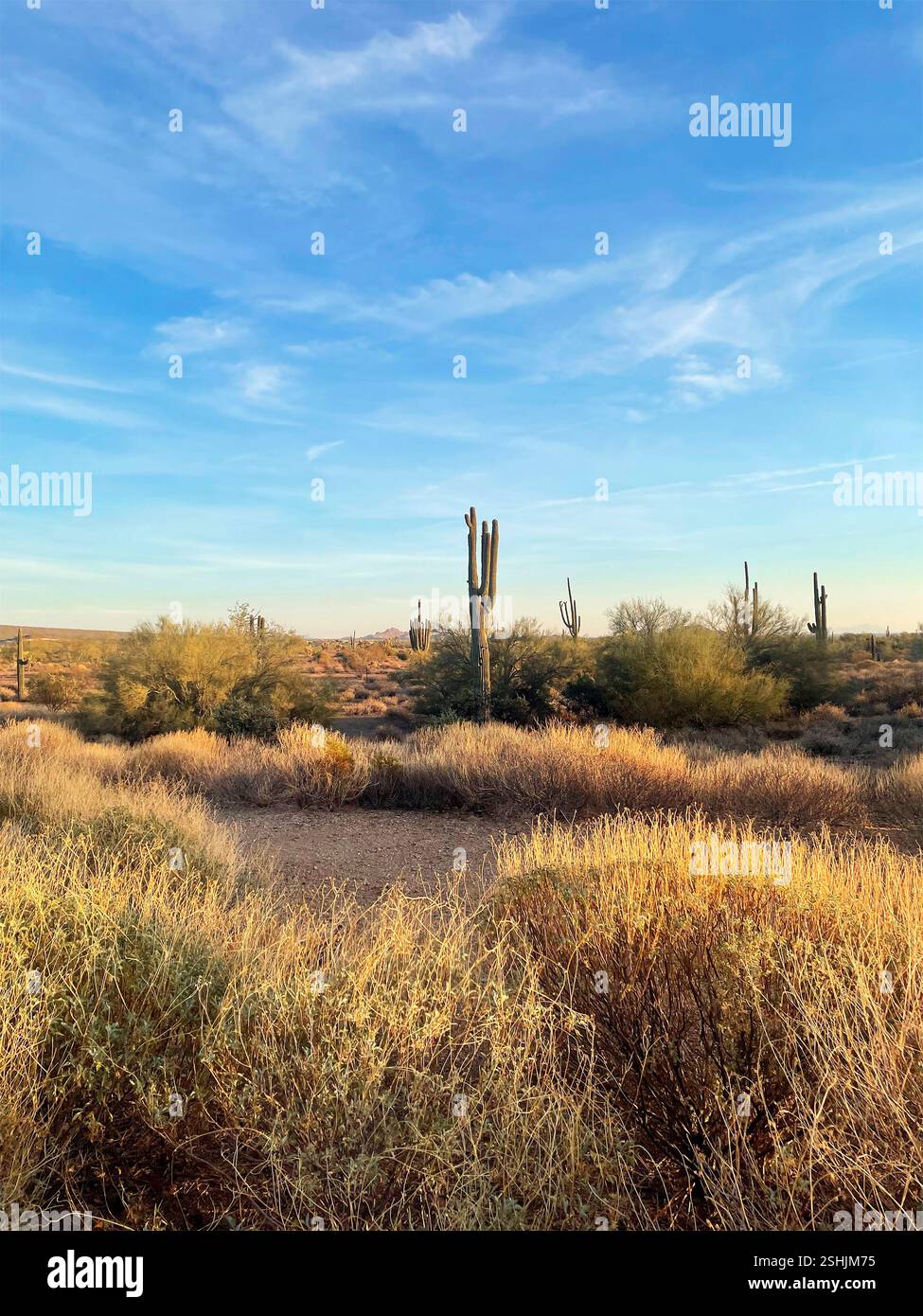 Saguaro cactus landscape in Arizona desert Stock Photo - Alamy