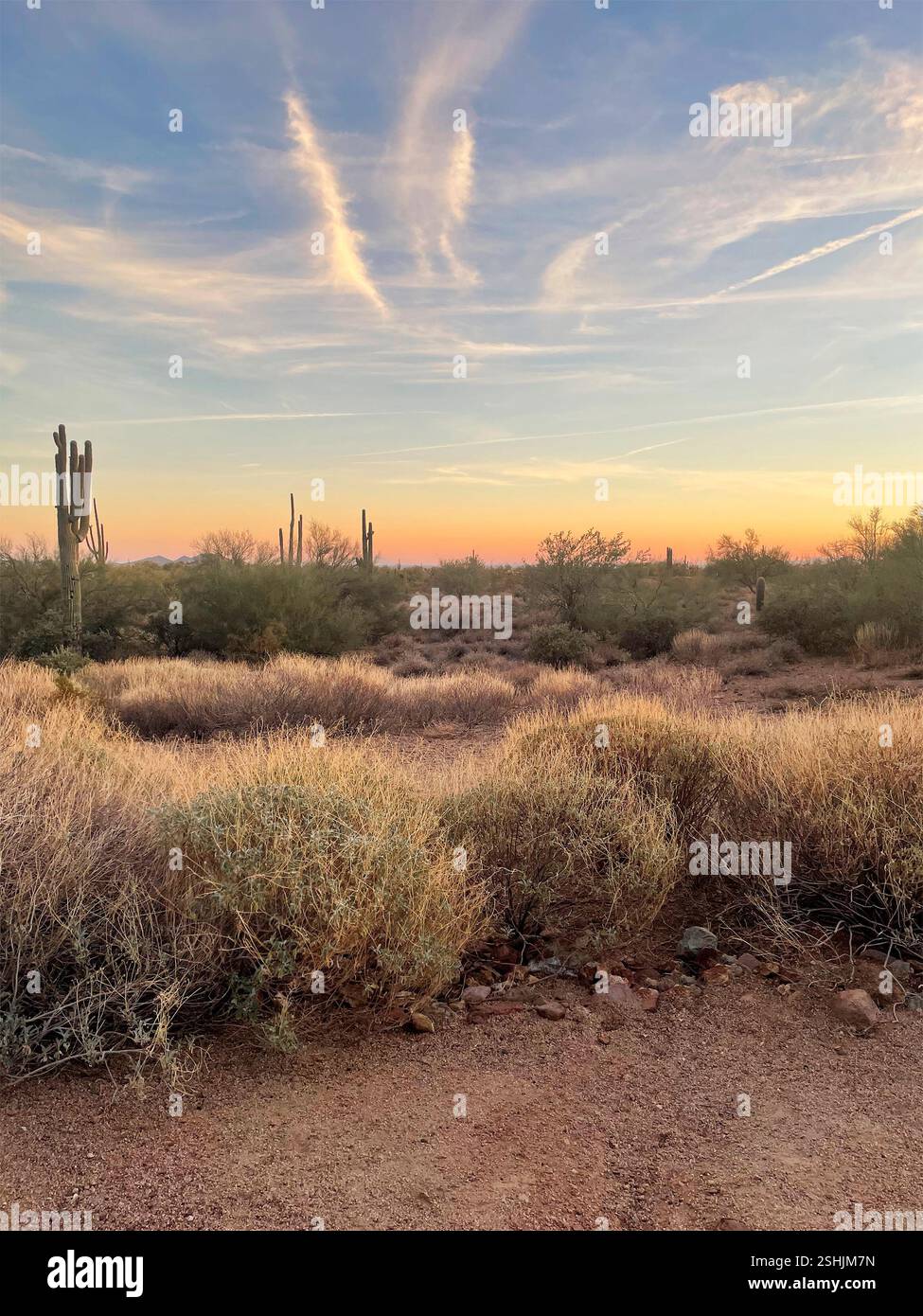 Saguaro cactus sunset landscape in Arizona desert Stock Photo - Alamy