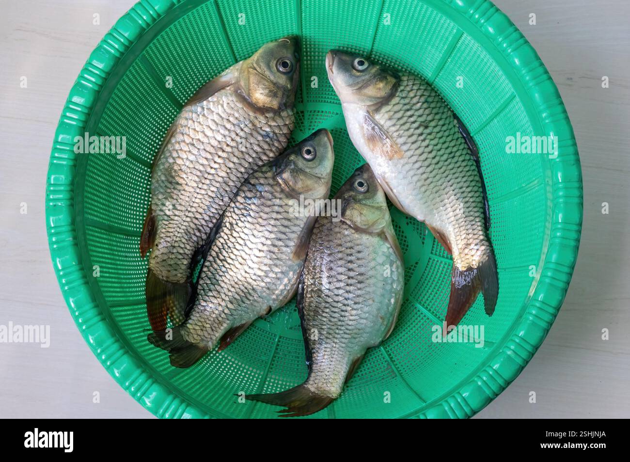 Fresh common carp fish (Cyprinus carpio), also known as European carp ...