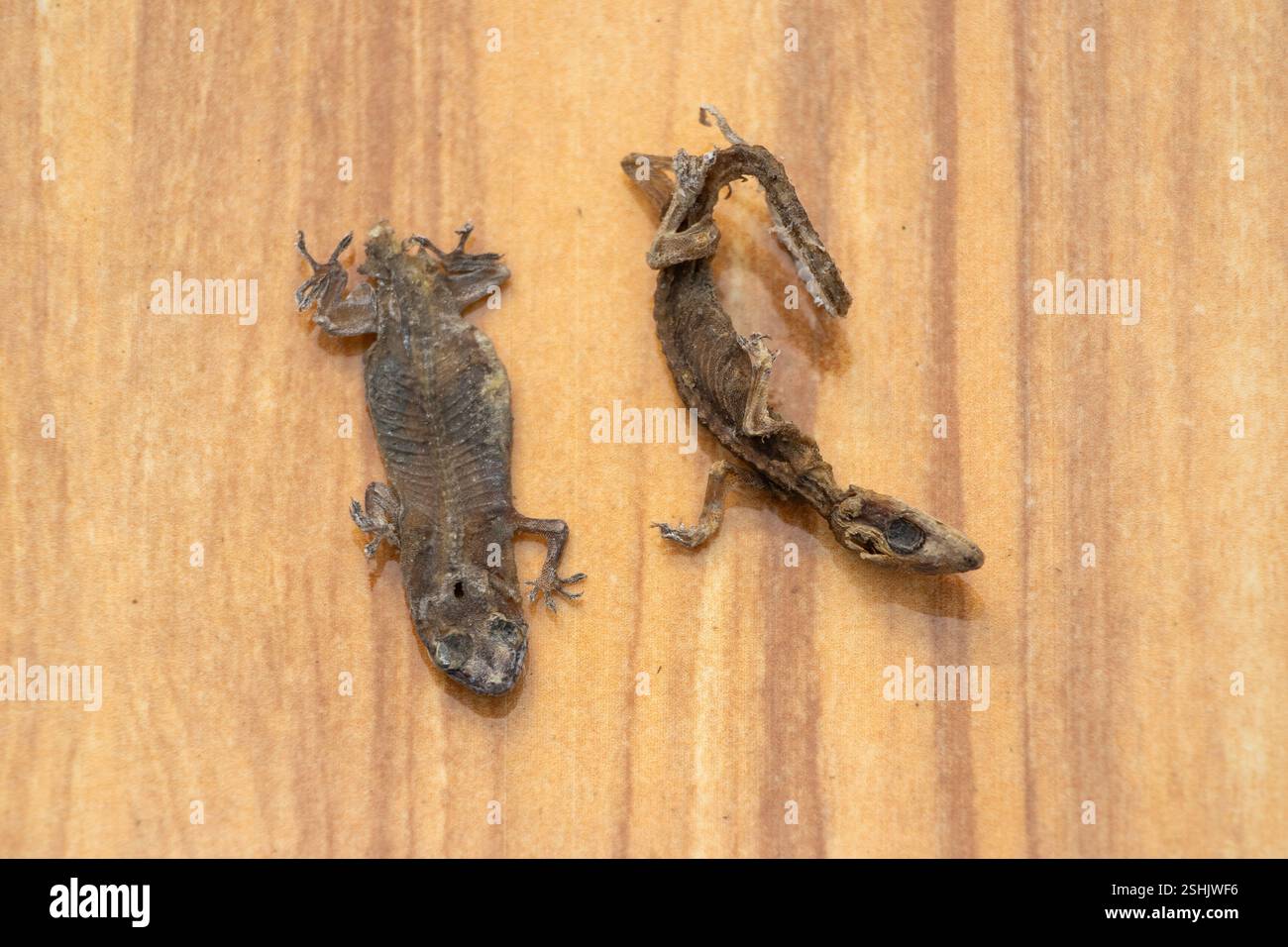 Two dried dead lizards on a wooden tile surface Stock Photo - Alamy